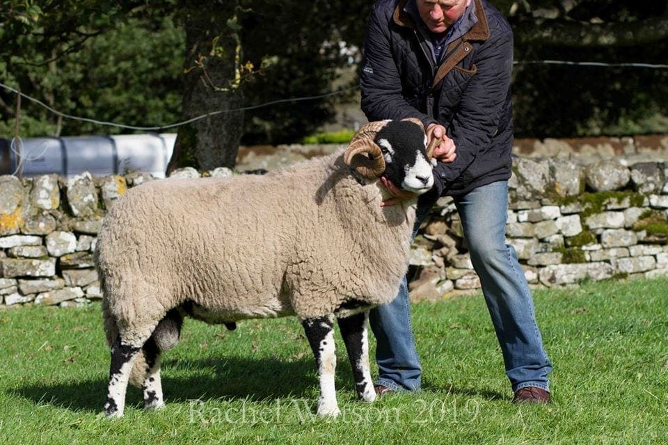 D District Tup Sales 2019 | Swaledale Sheep Breeders Association ...