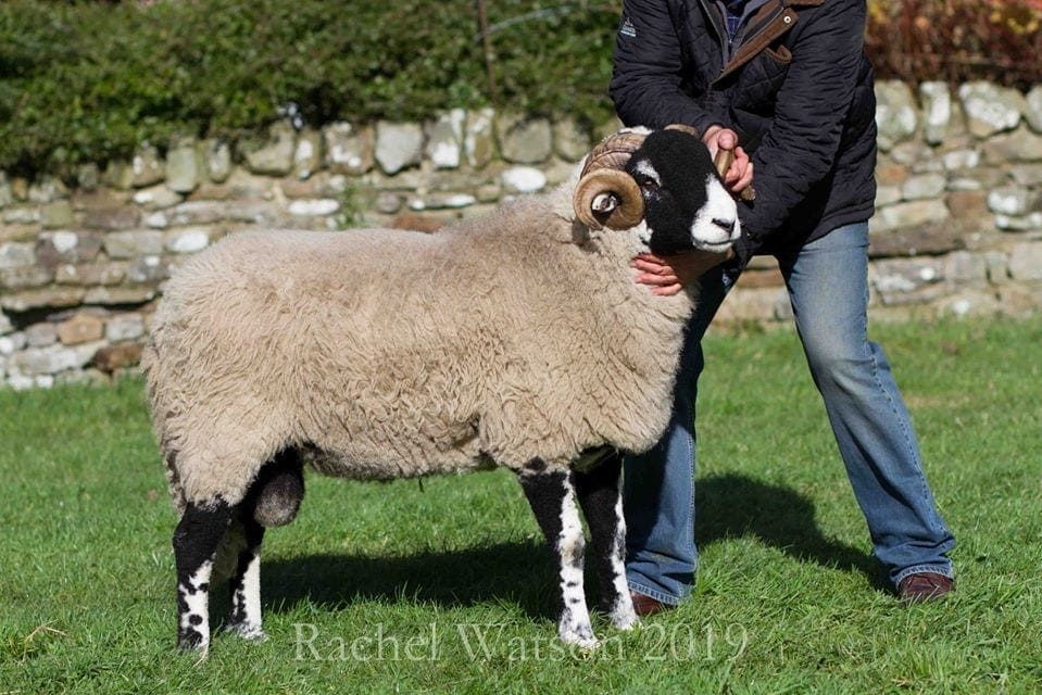 D District Tup Sales 2019 | Swaledale Sheep Breeders Association ...