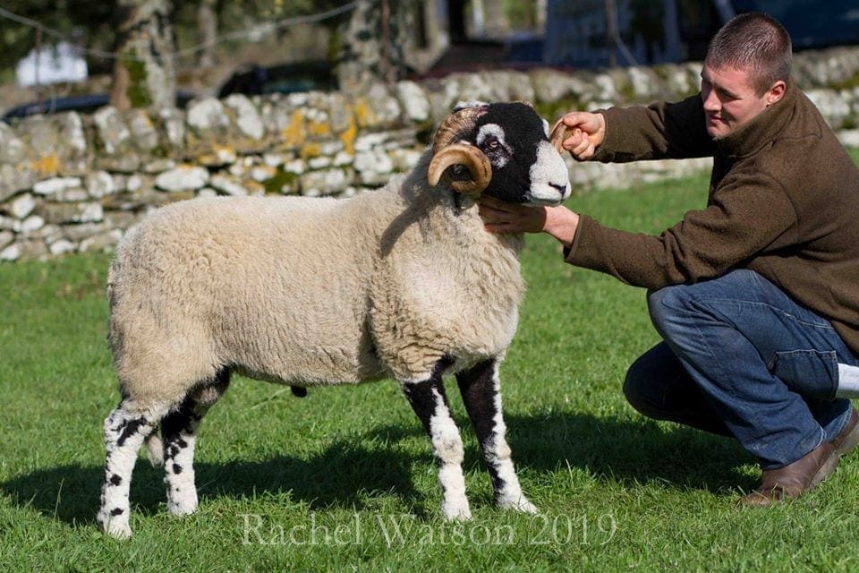 D District Tup Sales 2019 | Swaledale Sheep Breeders Association ...