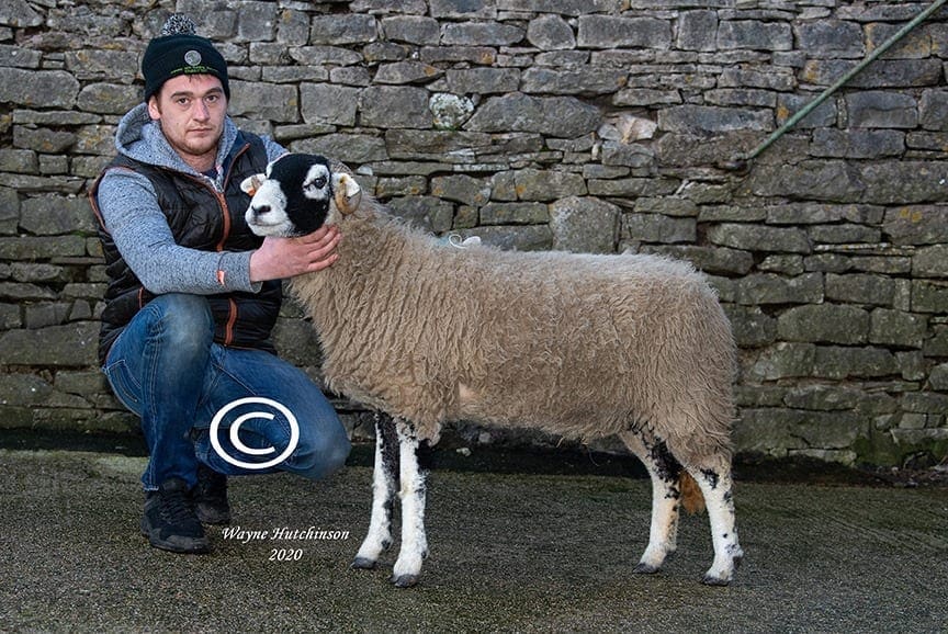 Kirkby Stephen Inlamb & Empty Ewe Hogg Sale | Sale Report | Swaledale ...
