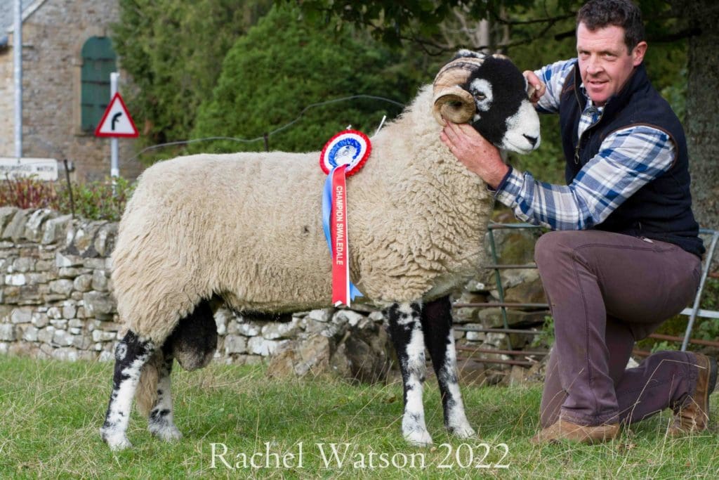 D District St Johns Chapel Tup Sale - 11th October 2022 | Swaledale ...