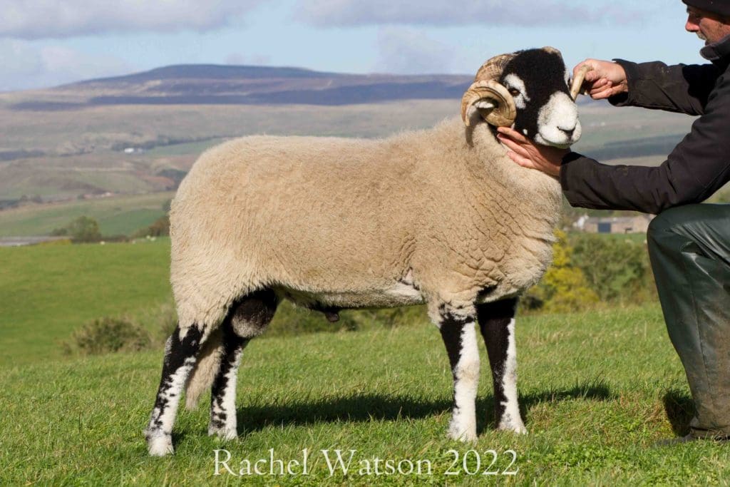 A District Middleton in Teesdale Tup Sale - 12th October 2022 ...
